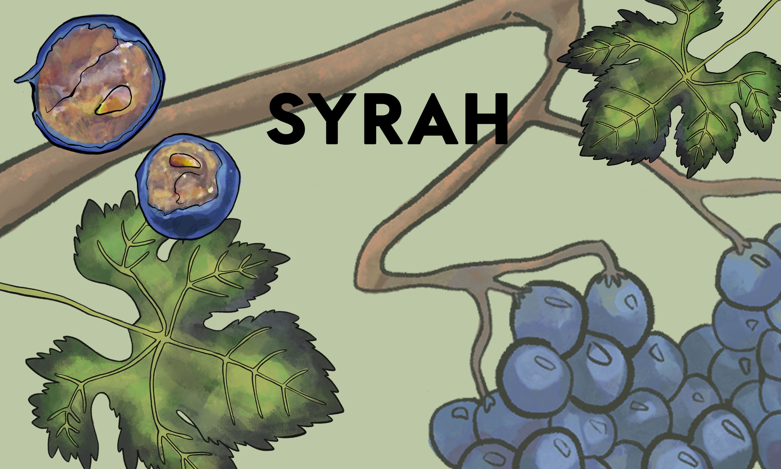 Wine Grapes: Syrah – Wine Clique