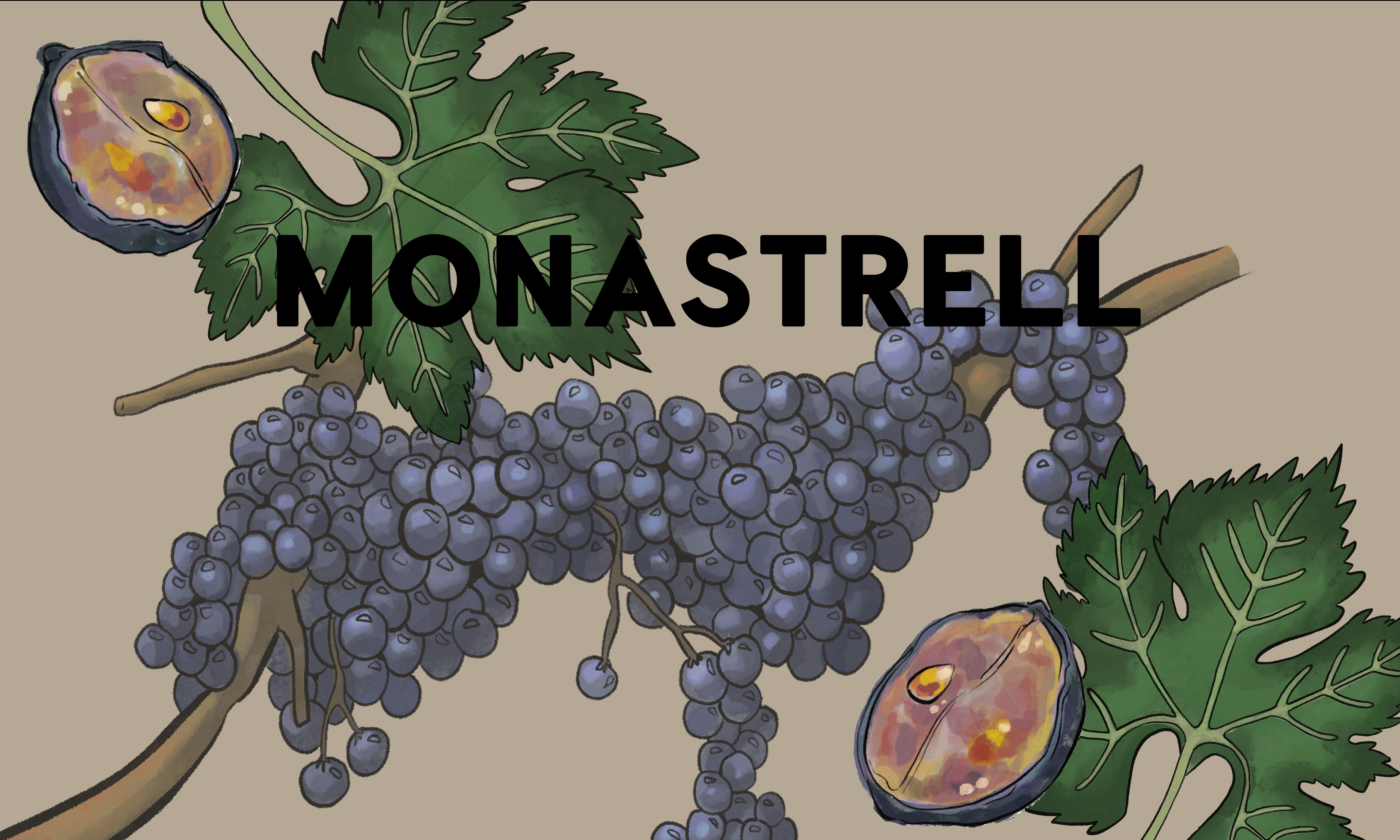 Wine Grapes: Monastrell – Wine Clique